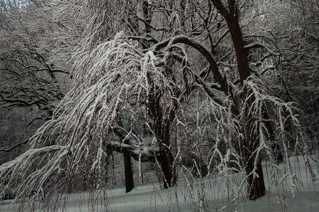 Arnold Arboretum’s role as a living lab grows as environmental issues ...