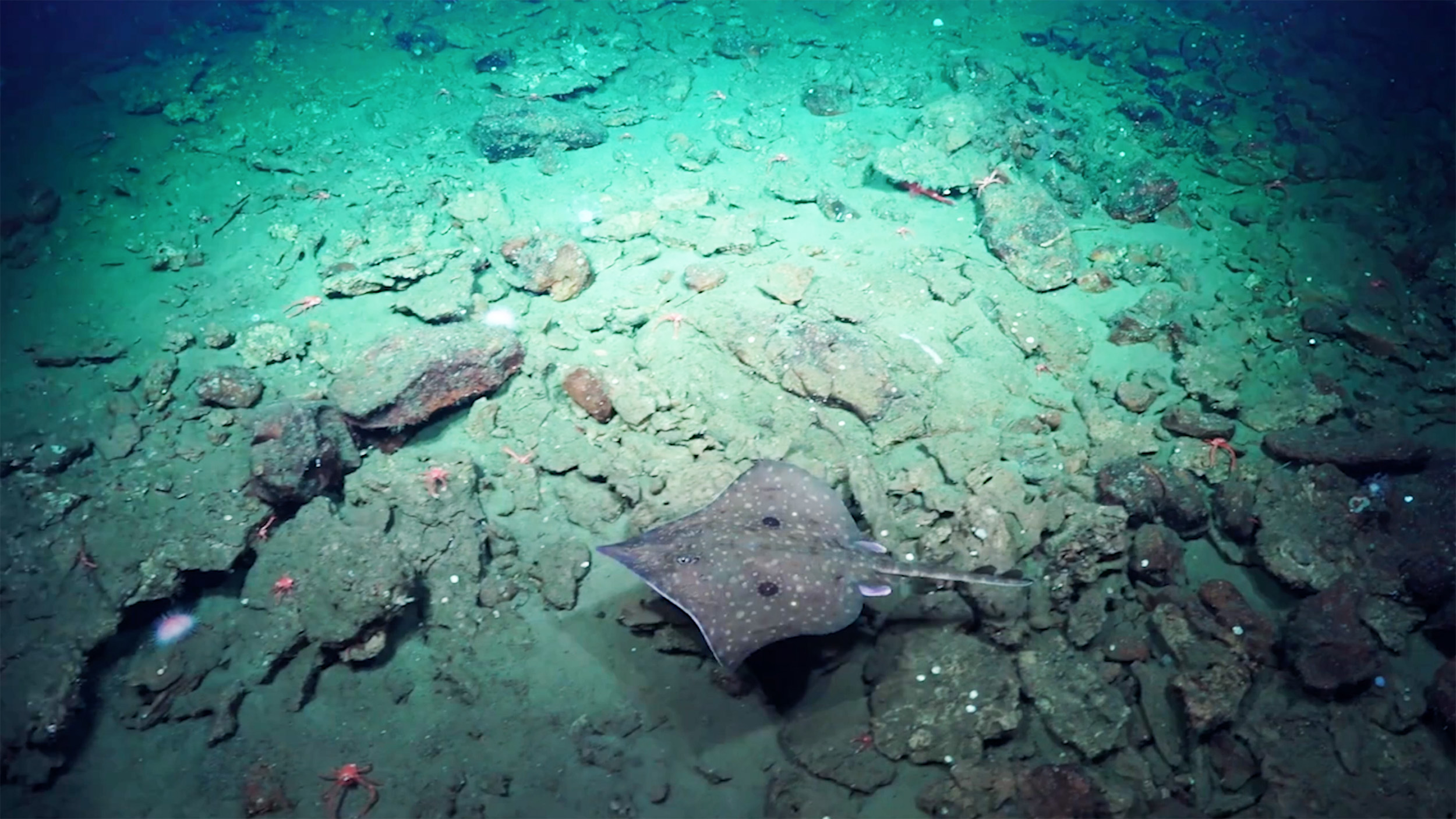 Harvard course takes students to the bottom of the ocean — Harvard Gazette