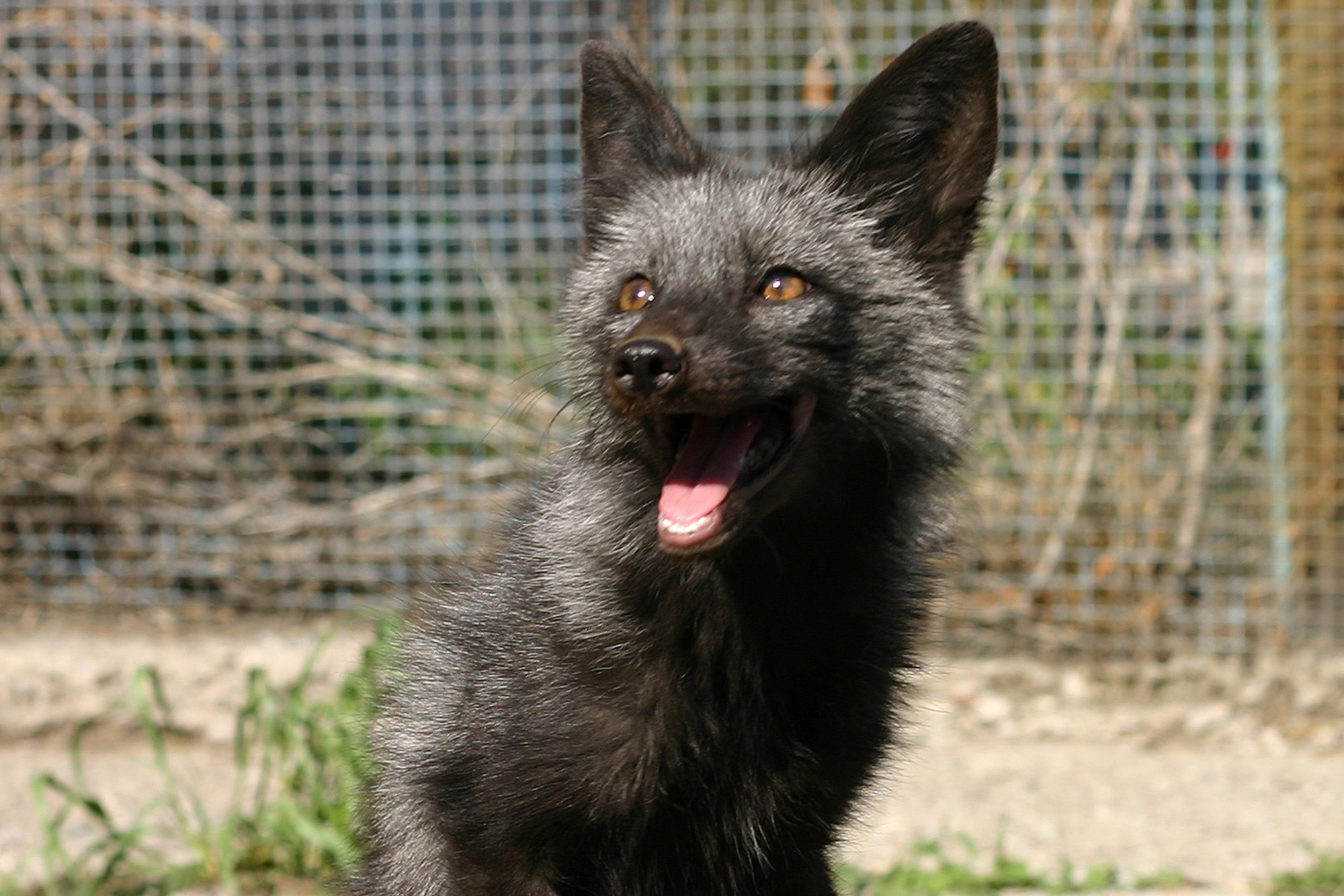 Research suggests a surprising wrinkle in how dogs evolved to become ...