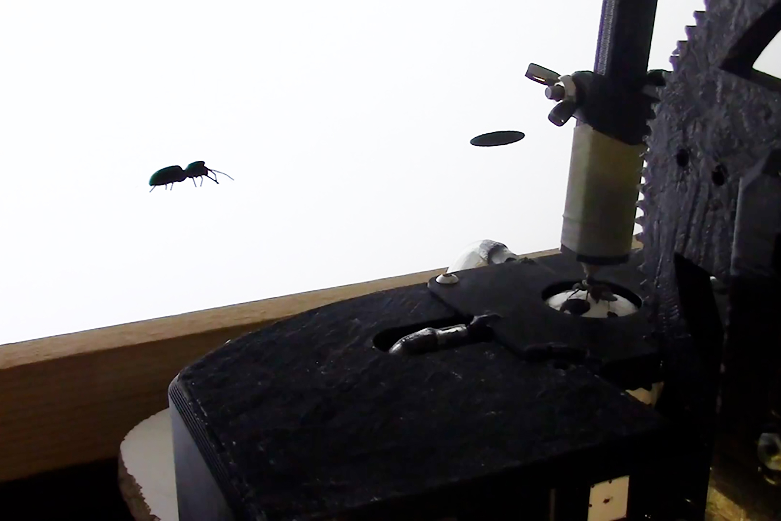 Harvard study shows that jumping spiders can identify biological motion ...