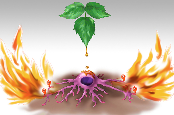 From leaf to itch — Harvard Gazette