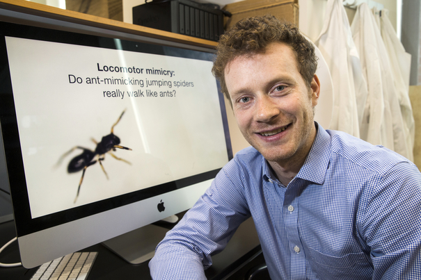 Harvard study untangles mystery of how jumping spiders mimic ants ...