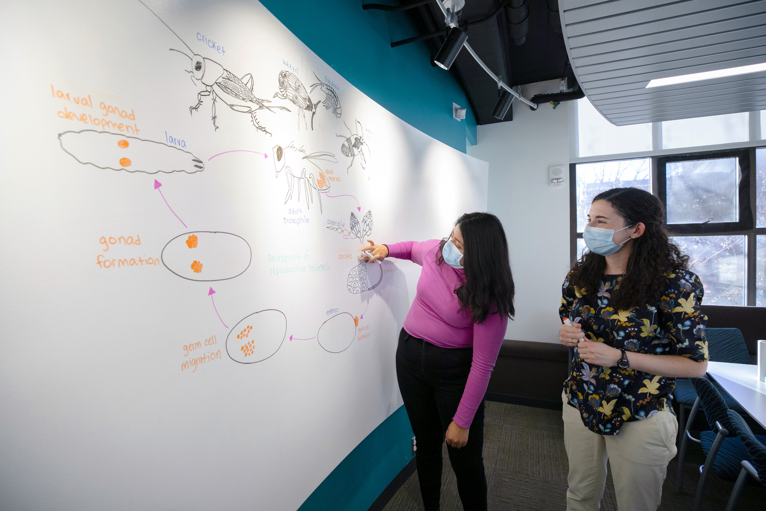 Take a tour of Harvard’s chalkboards and whiteboards — Harvard Gazette