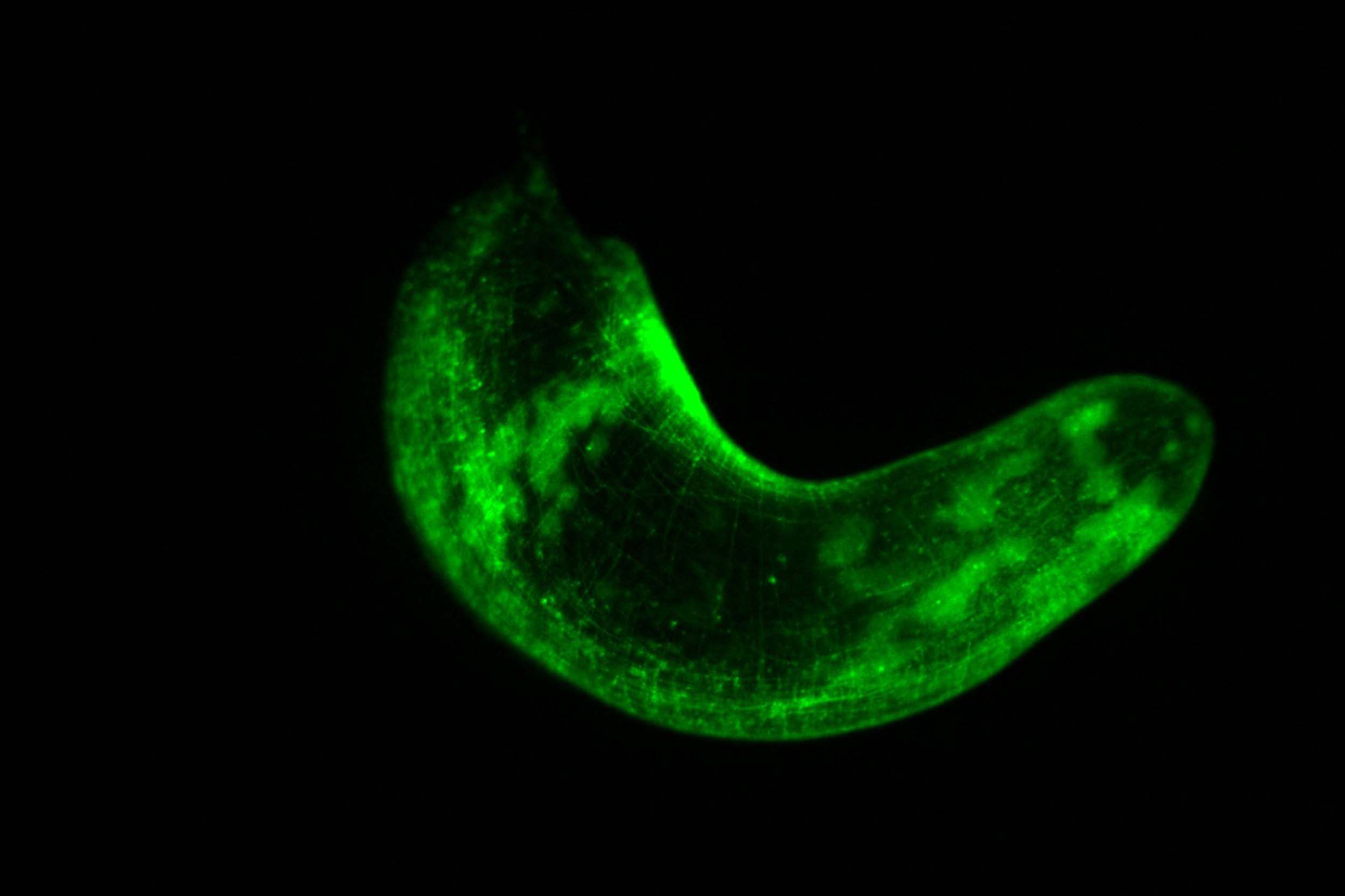Harvard scientists show transgenesis in three-banded panther worm ...